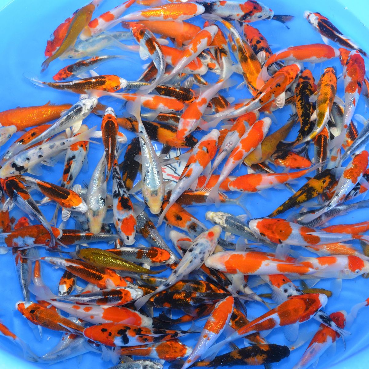 Japanese Koi Export from Niigata | Ornafish